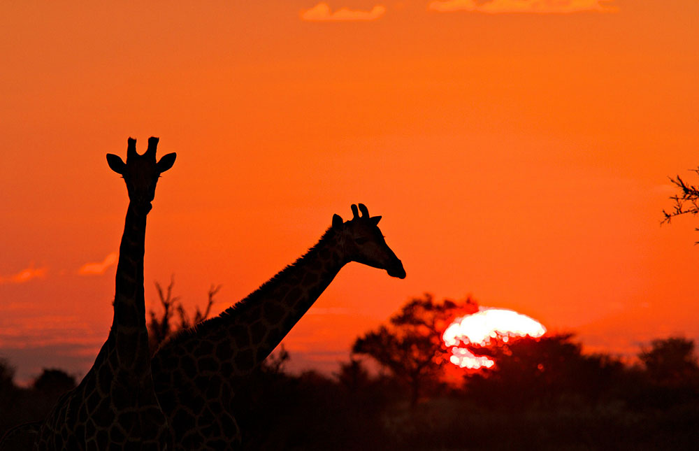 Khutse Game Reserve – Travel Guide, Map & More!