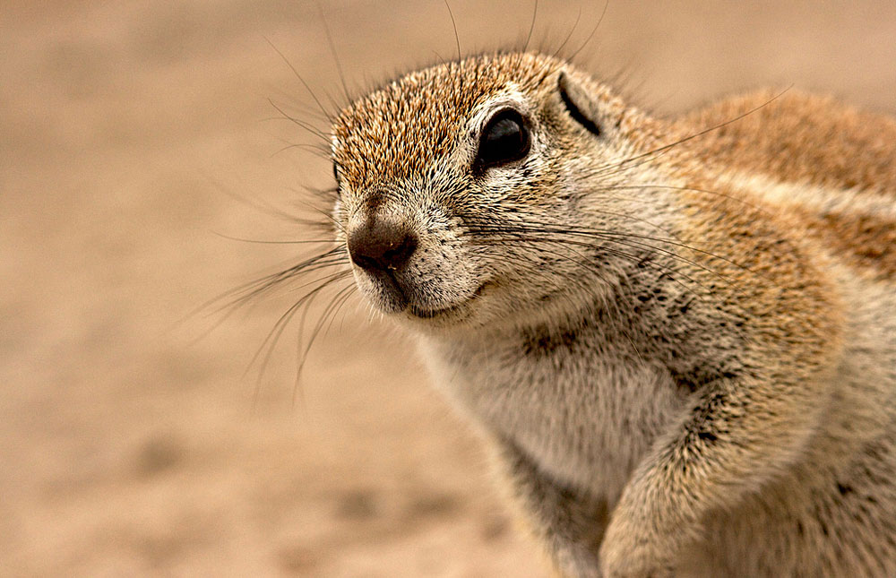 Khutse Game Reserve – Travel Guide, Map & More!