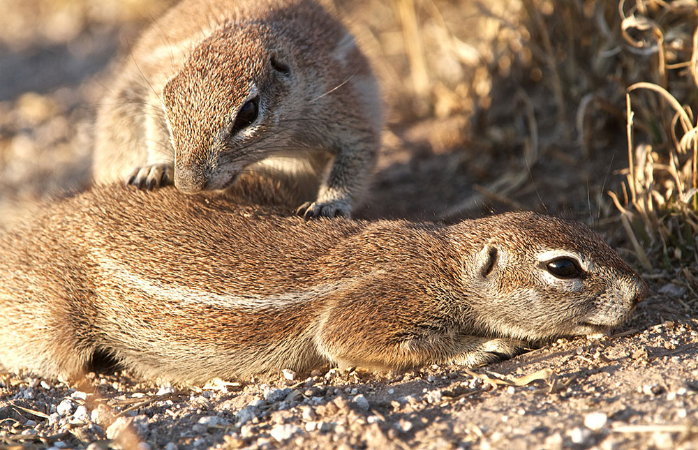 Khutse Game Reserve – Travel Guide, Map & More!