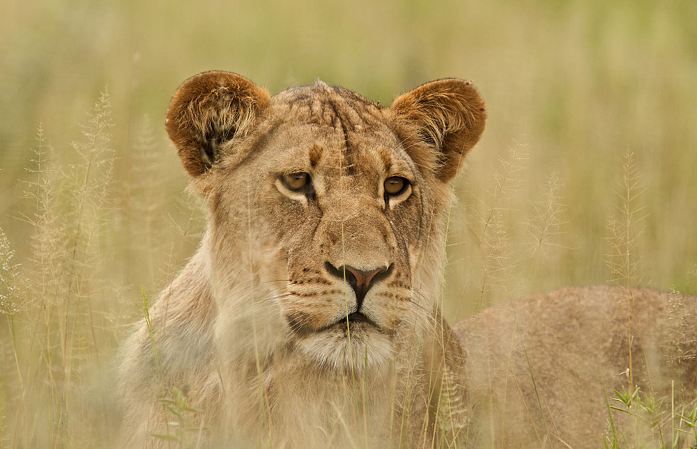 Khutse Game Reserve – Travel Guide, Map & More!