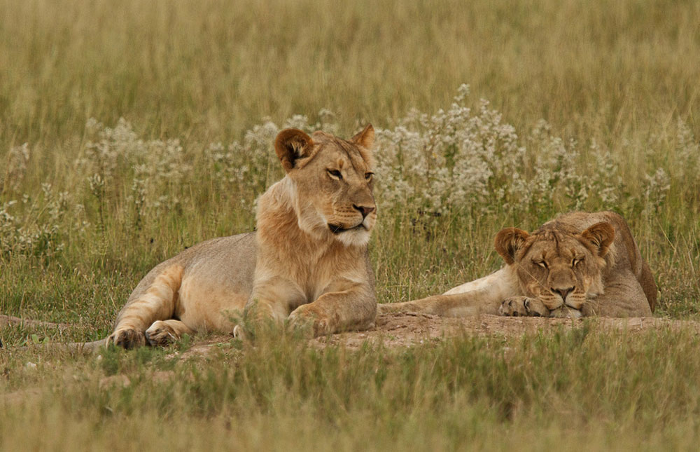 Khutse Game Reserve – Travel Guide, Map & More!