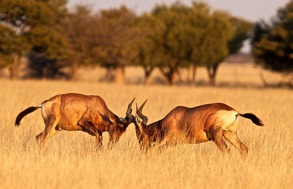 Khutse GR Photos – Images & Pictures