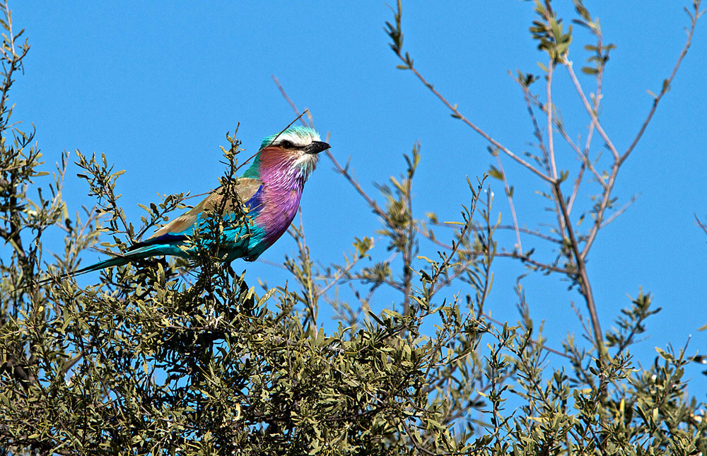 Khutse Game Reserve – Travel Guide, Map & More!