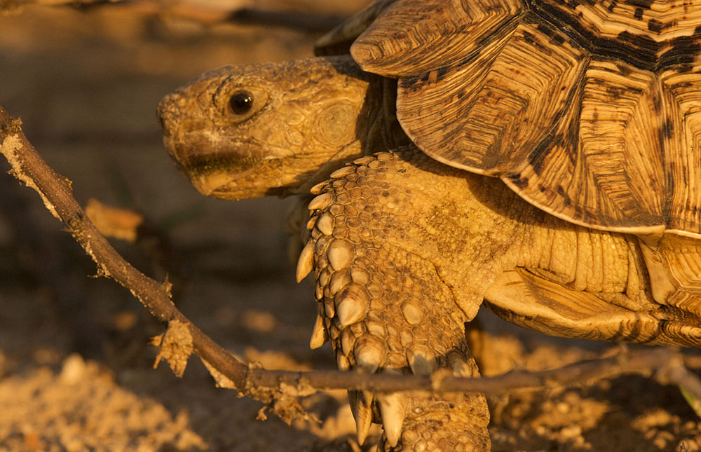 Khutse Game Reserve – Travel Guide, Map & More!