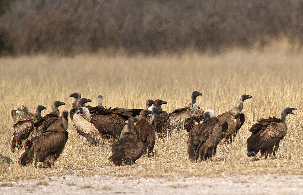 Khutse Game Reserve – Travel Guide, Map & More!