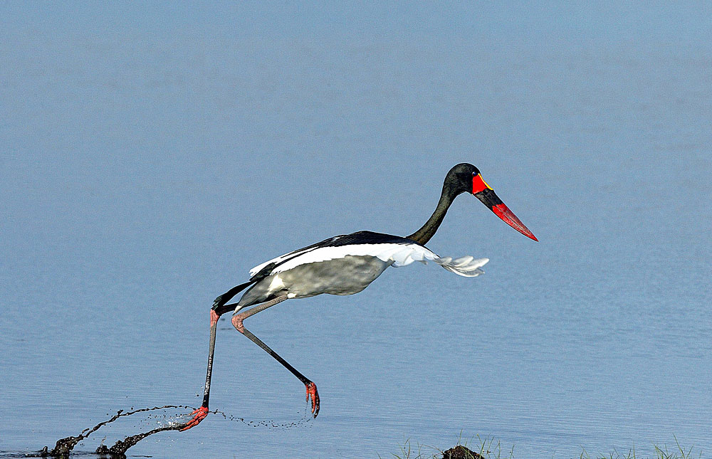 Linyanti Photos – Images & Pictures