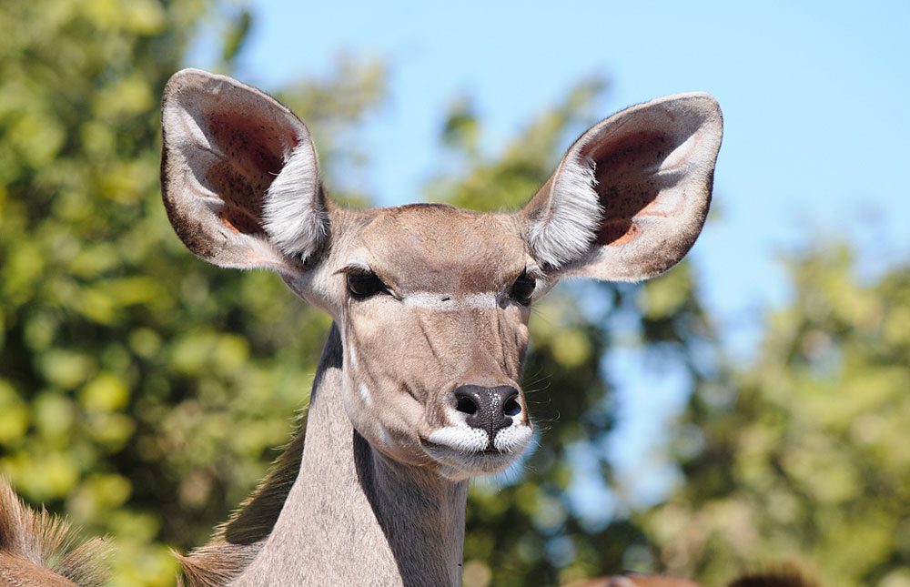 Linyanti Photos – Images & Pictures