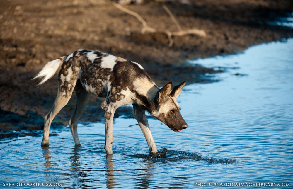 Mashatu Game Reserve – Travel guide, Map & More!