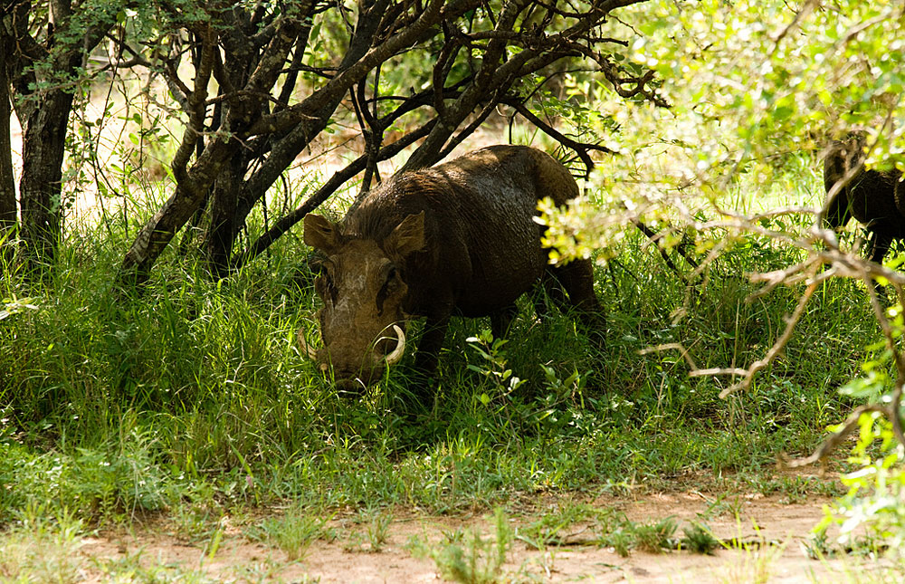 Mokolodi Nature Reserve – Travel guide, Map & More!