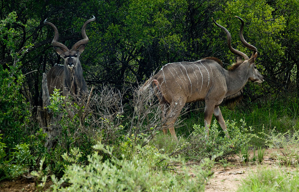 Mokolodi Nature Reserve – Travel guide, Map & More!
