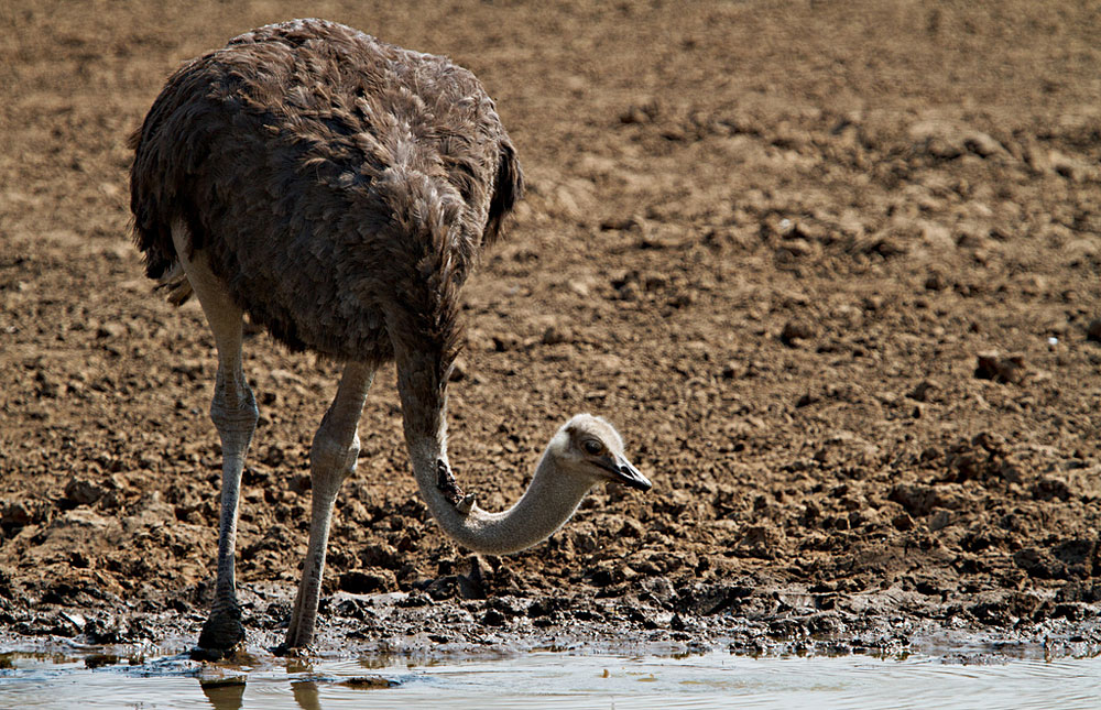 Mokolodi Nature Reserve – Travel guide, Map & More!