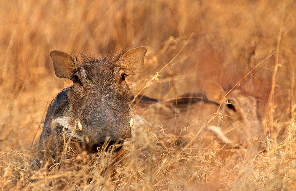 Mokolodi NR Wildlife Photos – Images & Pictures