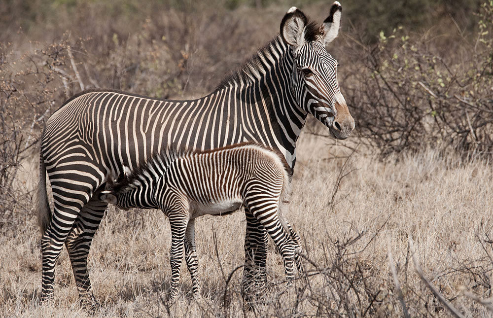 Buffalo Springs National Reserve – Travel guide, Map & More!