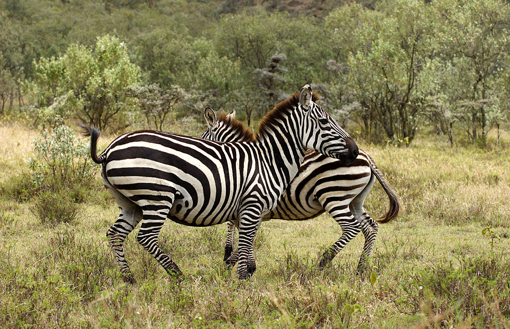 Hell's Gate National Park – Travel Guide, Map & More!