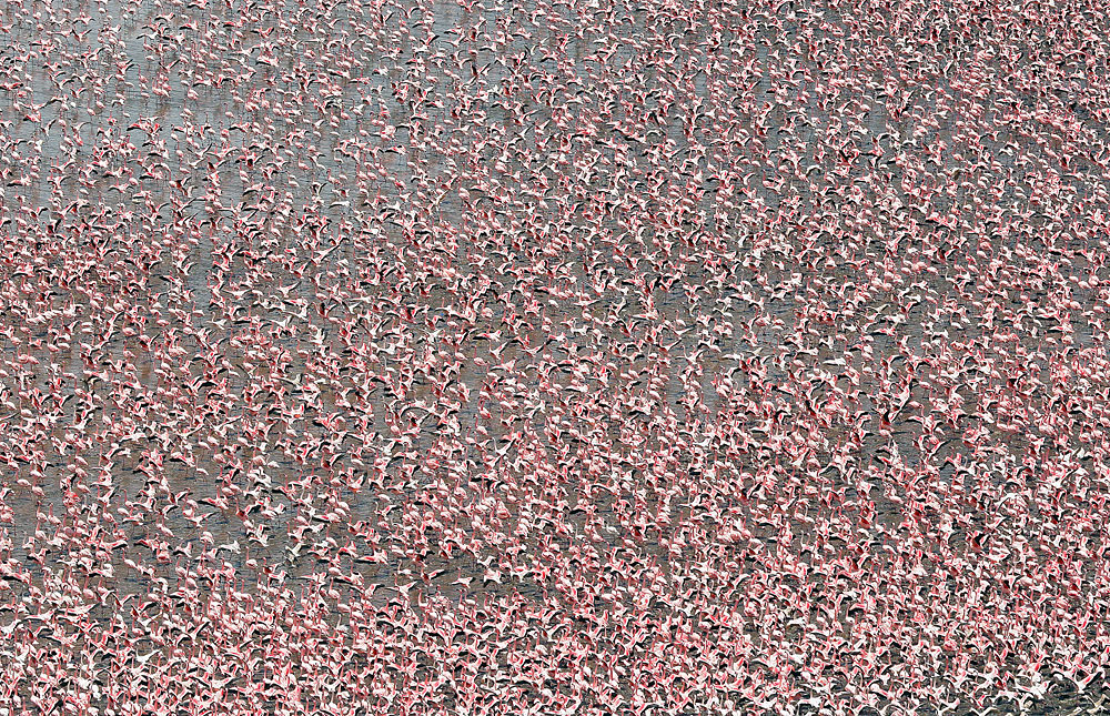 Lake Nakuru National Park – Travel Guide, Map & More!