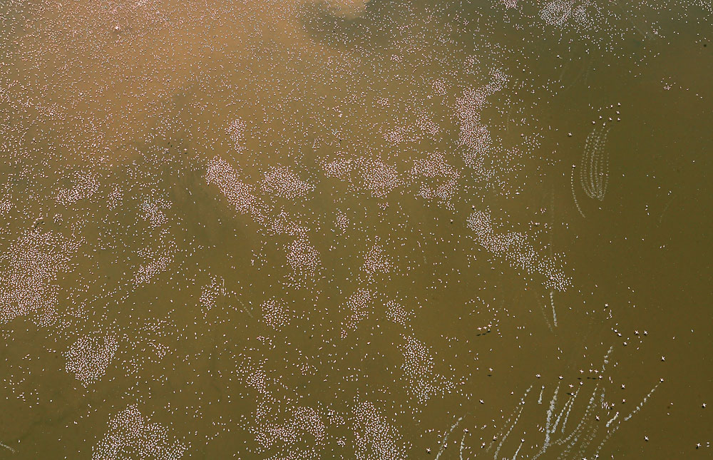 Lake Nakuru National Park – Travel Guide, Map & More!