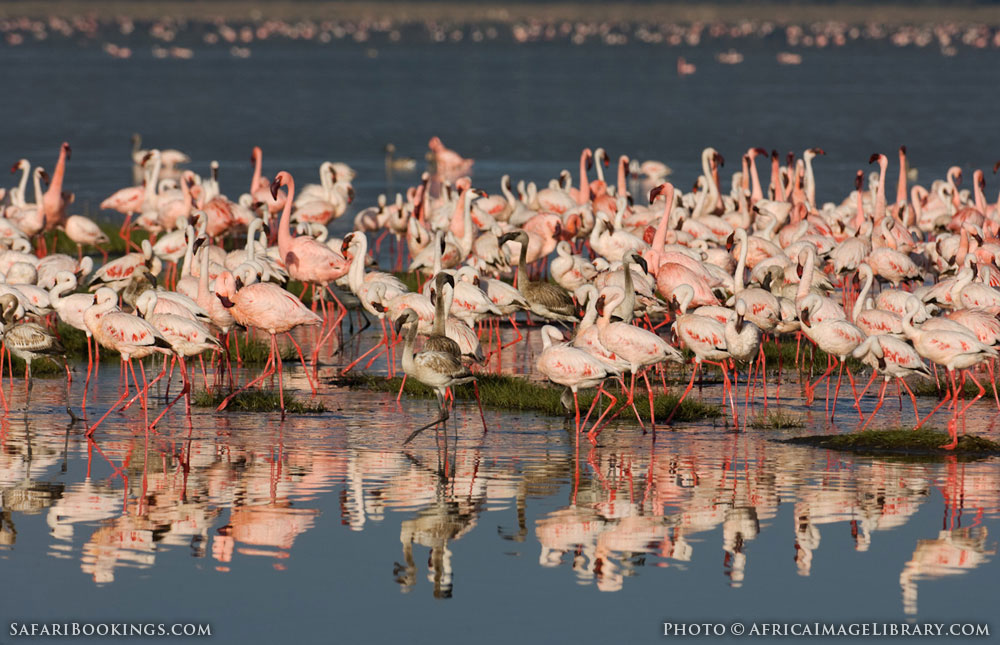 Lake Nakuru NP Photos – Images & pictures