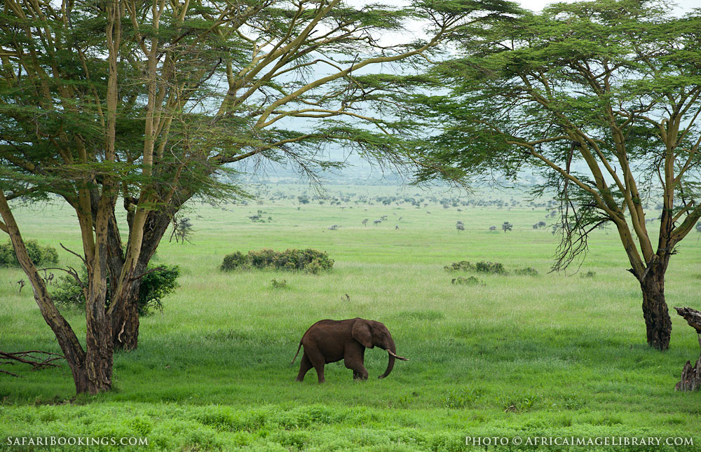 Lewa Conservancy Photos – Images & Pictures
