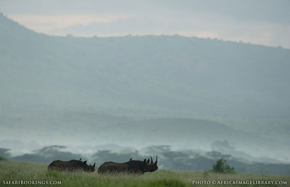 Lewa Conservancy Photos – Images & Pictures