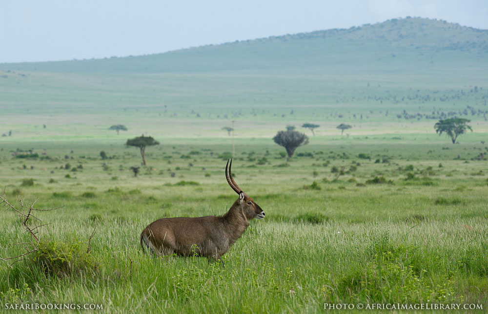 Lewa Conservancy Photos – Images & Pictures