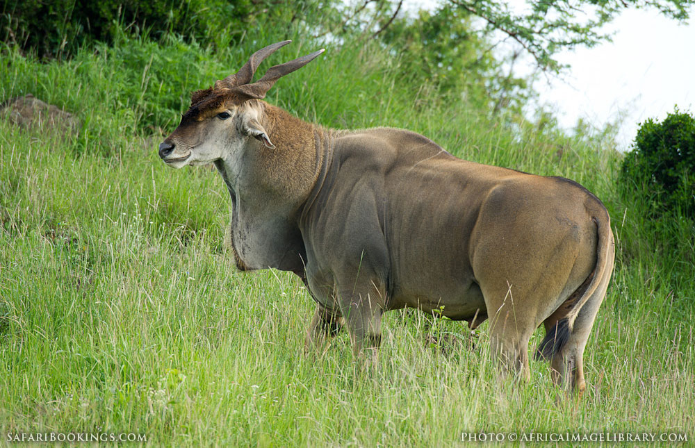 Lewa Conservancy Photos – Images & Pictures