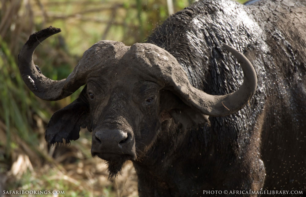 Meru NP Photos – Images & Pictures