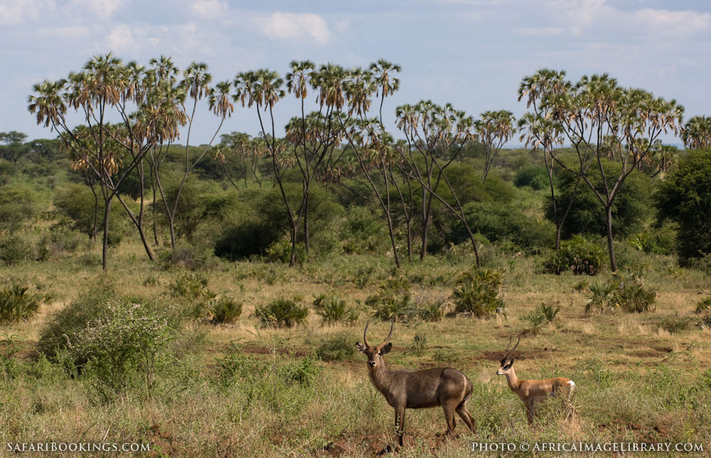 Meru NP Photos – Images & Pictures