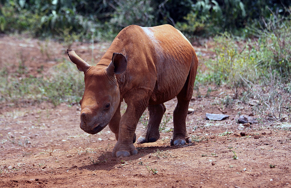 Nairobi NP Photos – Images & Pictures