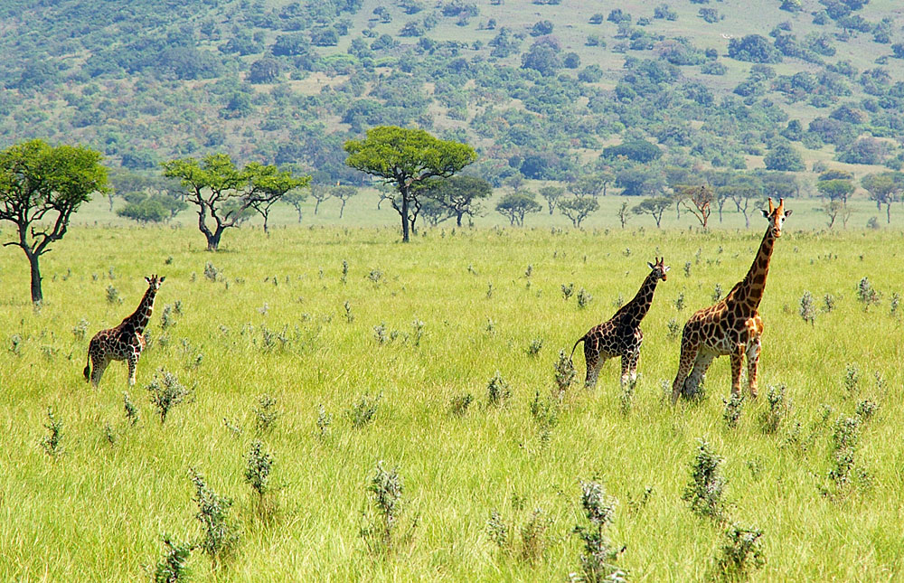 Ruma Photos – Images & Pictures