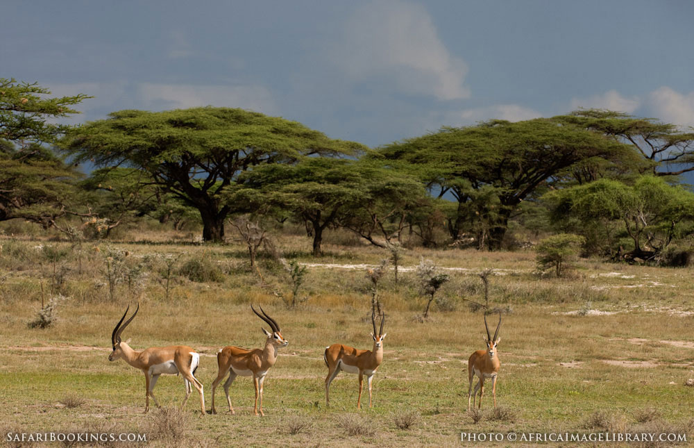 Samburu National Reserve – Travel Guide, Map & More!