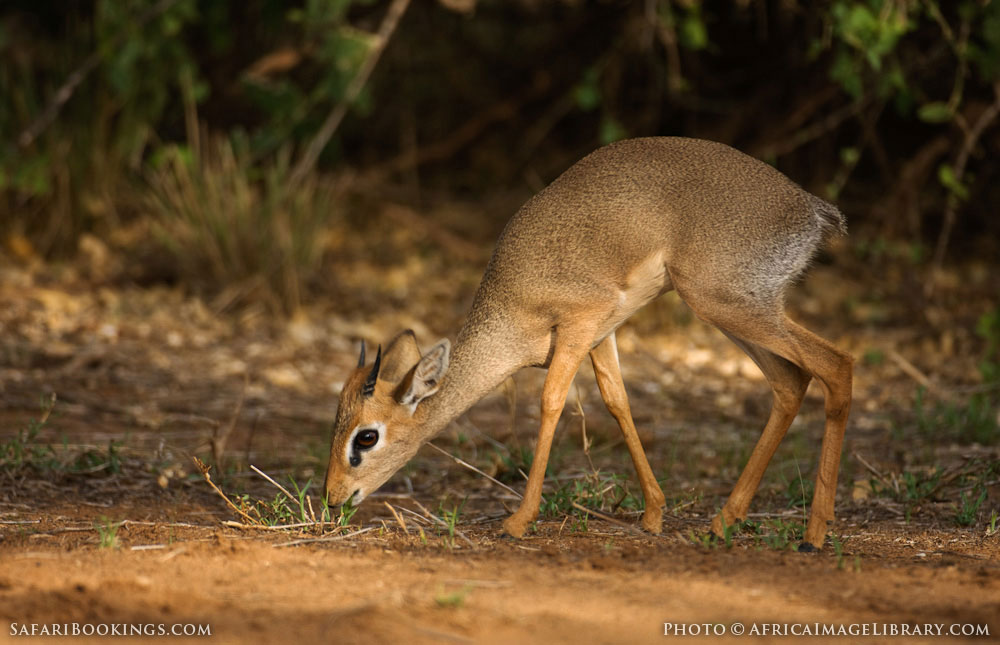 Shaba National Reserve – Travel guide, Map & More!