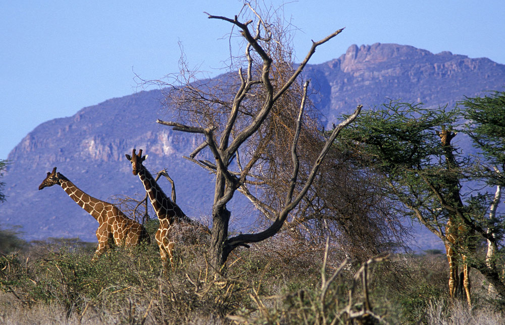 Shaba National Reserve – Travel Guide, Map & More!