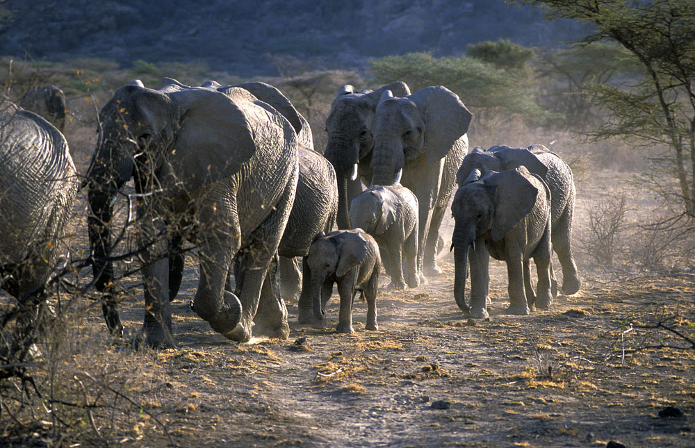 Shaba NR Photos – Images & Pictures