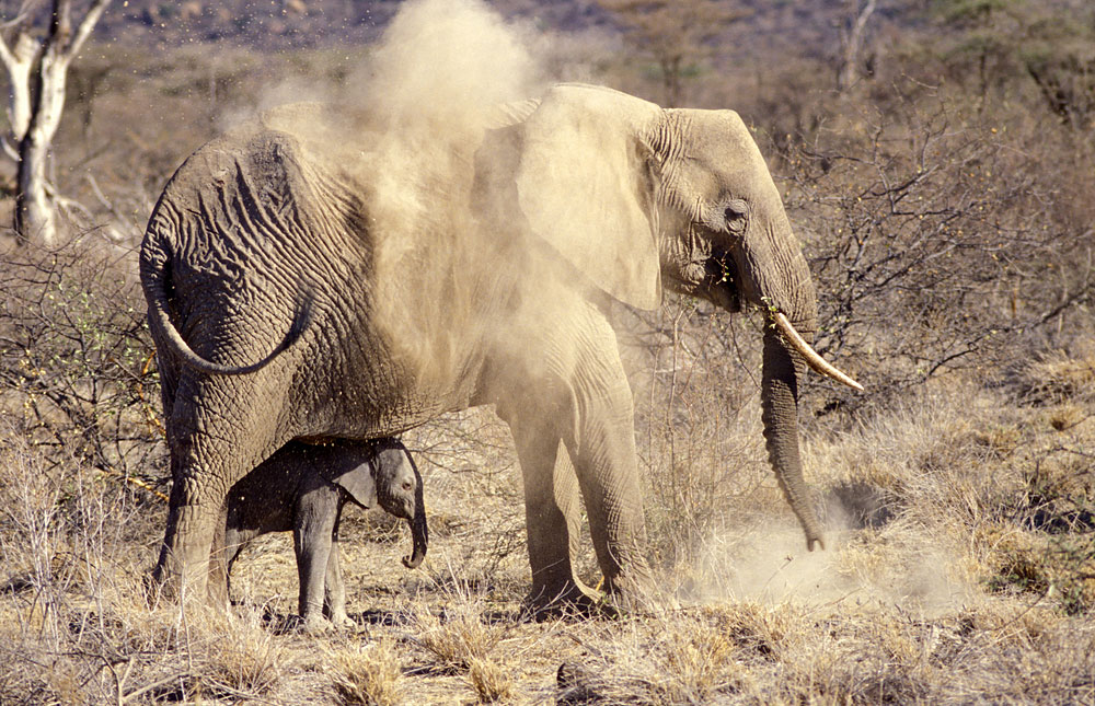 Shaba NR Photos – Images & Pictures