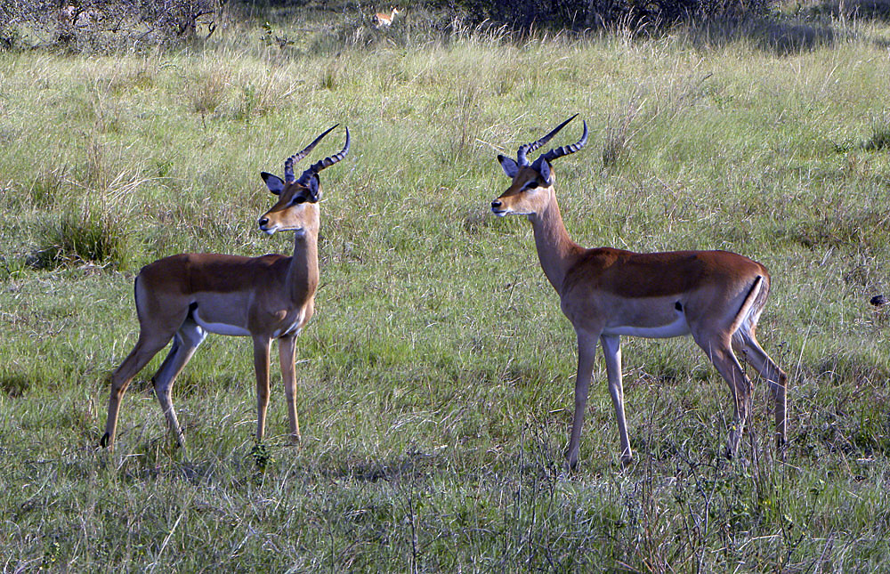 Bwabwata National Park – Travel guide, Map & More!
