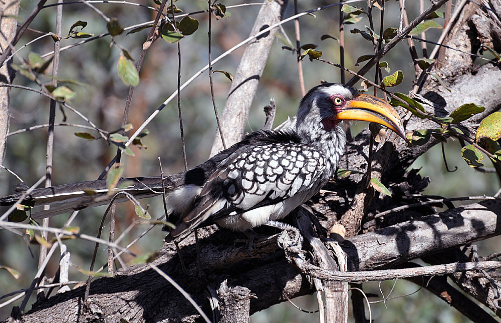 Bwabwata National Park – Travel Guide, Map & More!