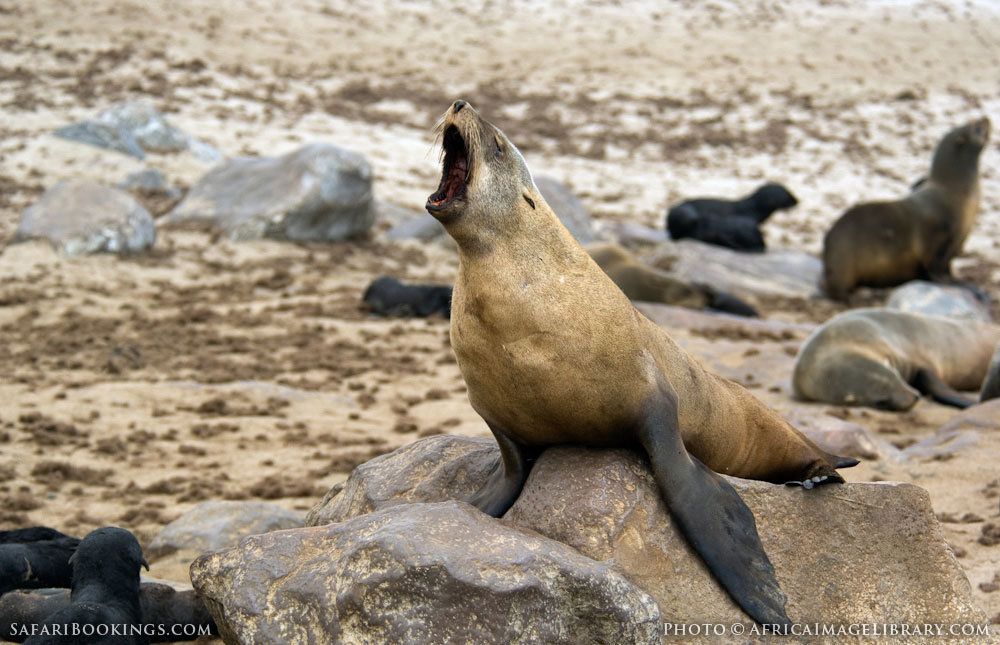 Namibia Wildlife Photos – Award winning images & pictures!