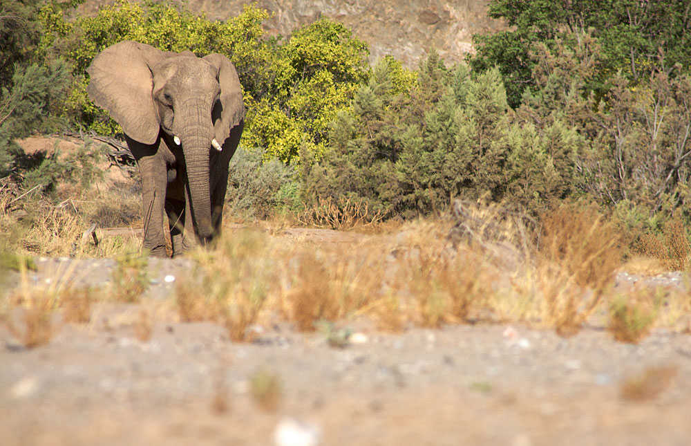 Skeleton Coast NP Wildlife Photos – Images & Pictures