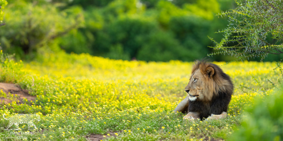 Mashatu Game Reserve – Travel Guide, Map & More!