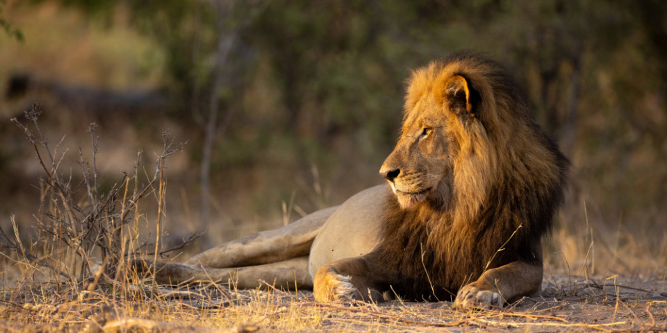 15 African Photo Safaris (Offered by Top Rated Operators)