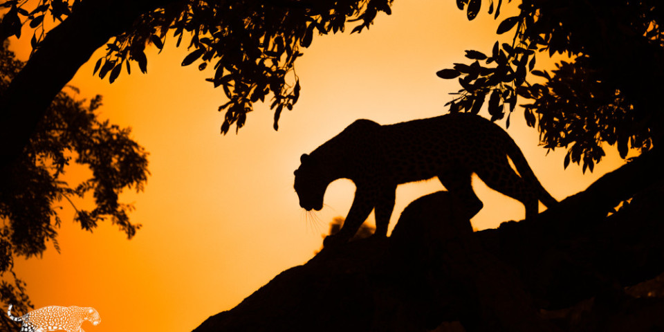 Mashatu Game Reserve – Travel Guide, Map & More!