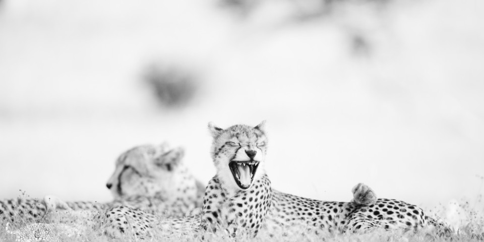 Mashatu Game Reserve – Travel Guide, Map & More!