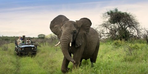 Phinda Game Reserve – Travel Guide, Map & More!