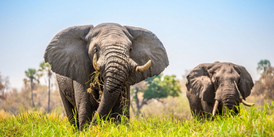 Moremi Map – Detailed map of Moremi Game Reserve