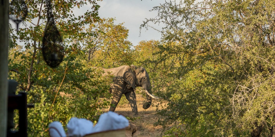 Timbavati Map – Detailed Map of Timbavati Nature Reserve