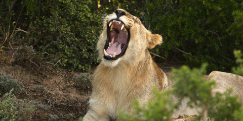 Shamwari Animals – Wildlife in Shamwari Game Reserve