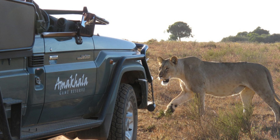 Amakhala Private Game Reserve – Travel Guide, Map & More!