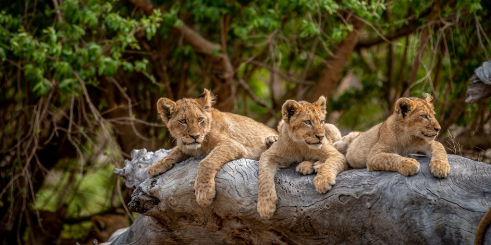 Kruger National Park – Travel Guide, Map & More!