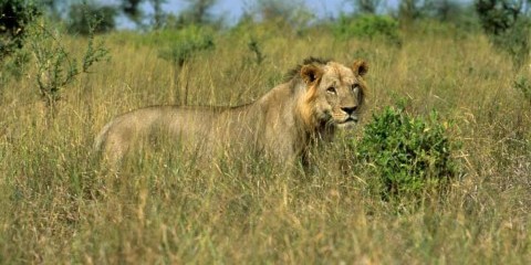 Meru National Park – Travel Guide, Map & More!