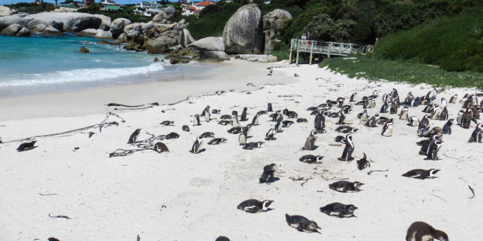 13 Addo Elephant Safari Tours (Offered by Top Rated Operators)